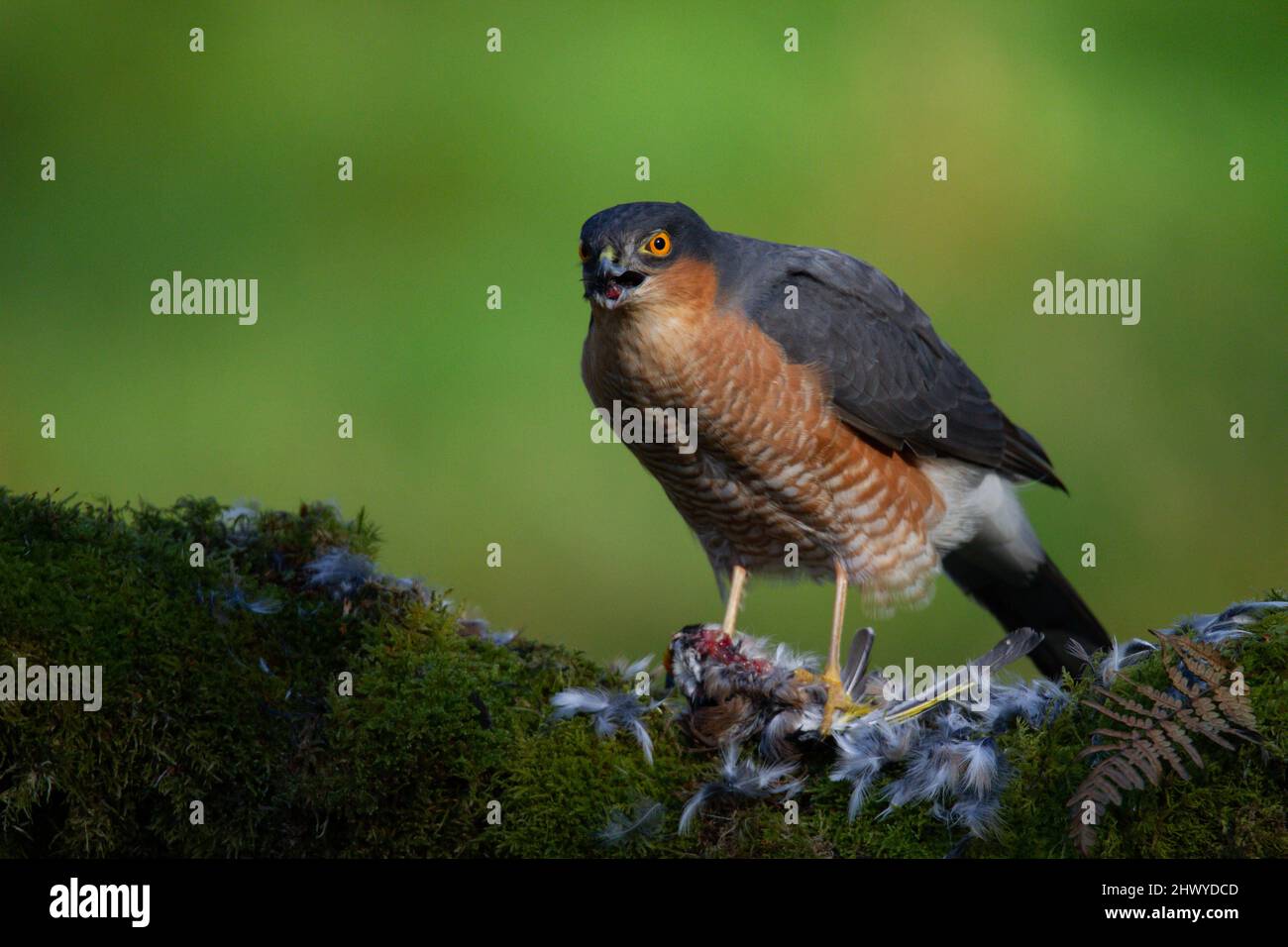 Bird of Prey - Sparrowhawk (Accipiter nisus), also known as the ...