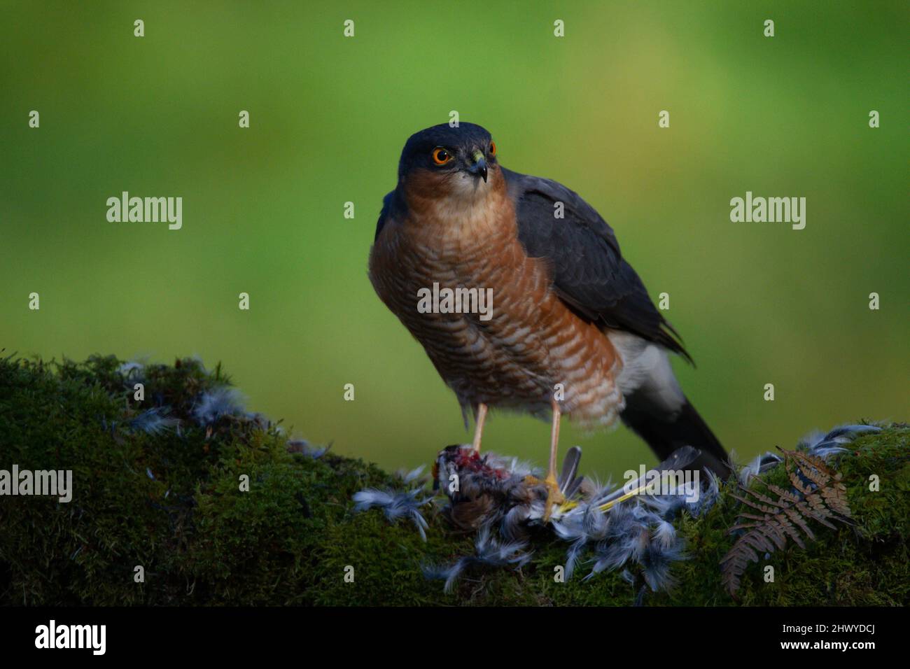 Bird of Prey - Sparrowhawk (Accipiter nisus), also known as the ...
