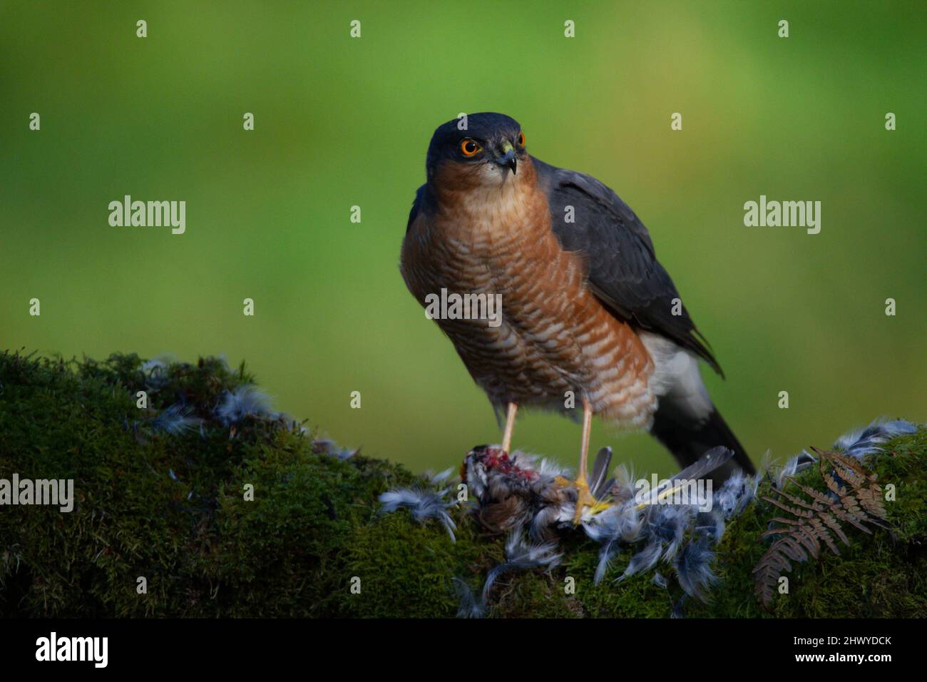 Bird of Prey - Sparrowhawk (Accipiter nisus), also known as the ...