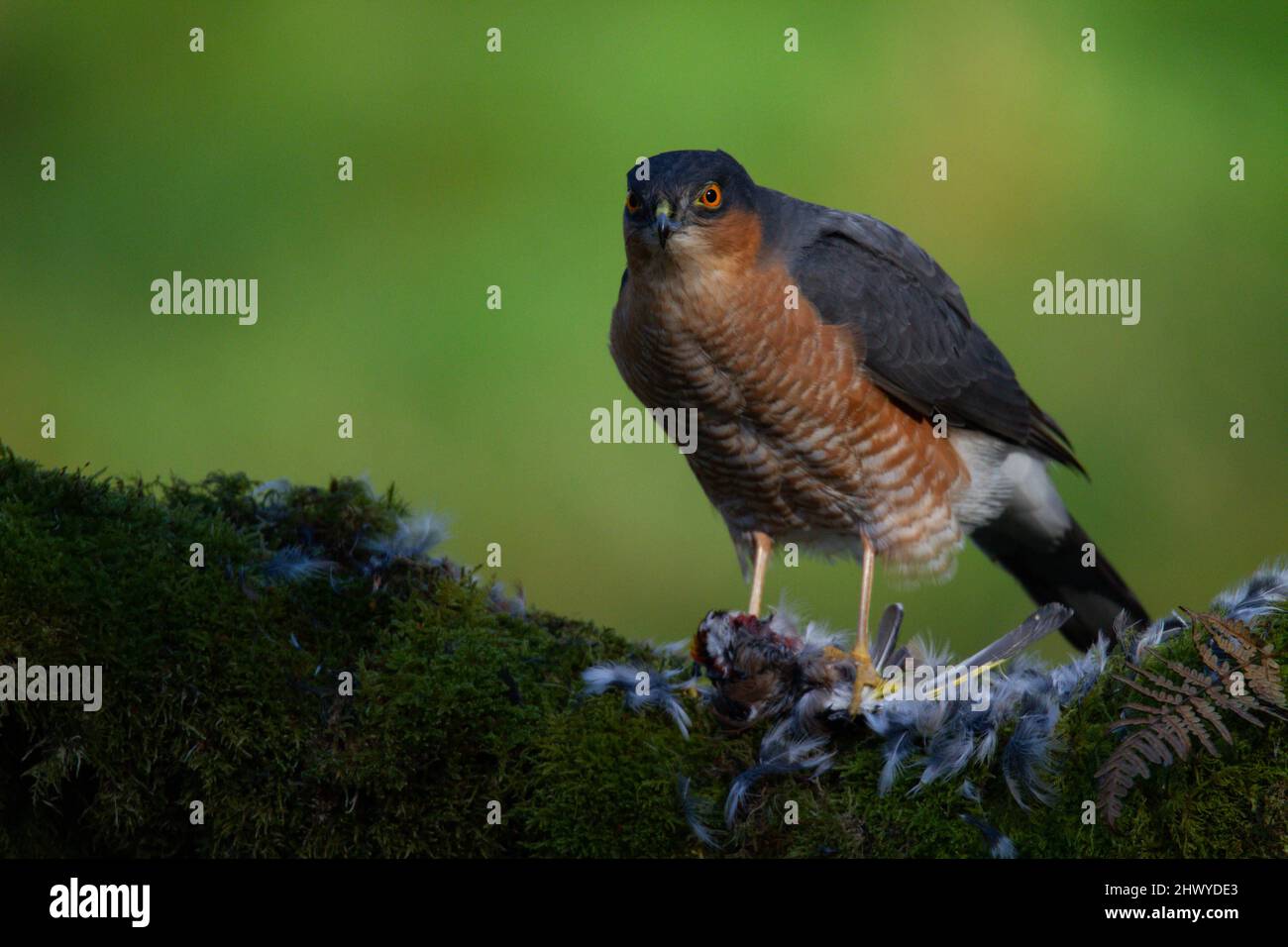 Bird of Prey - Sparrowhawk (Accipiter nisus), also known as the ...