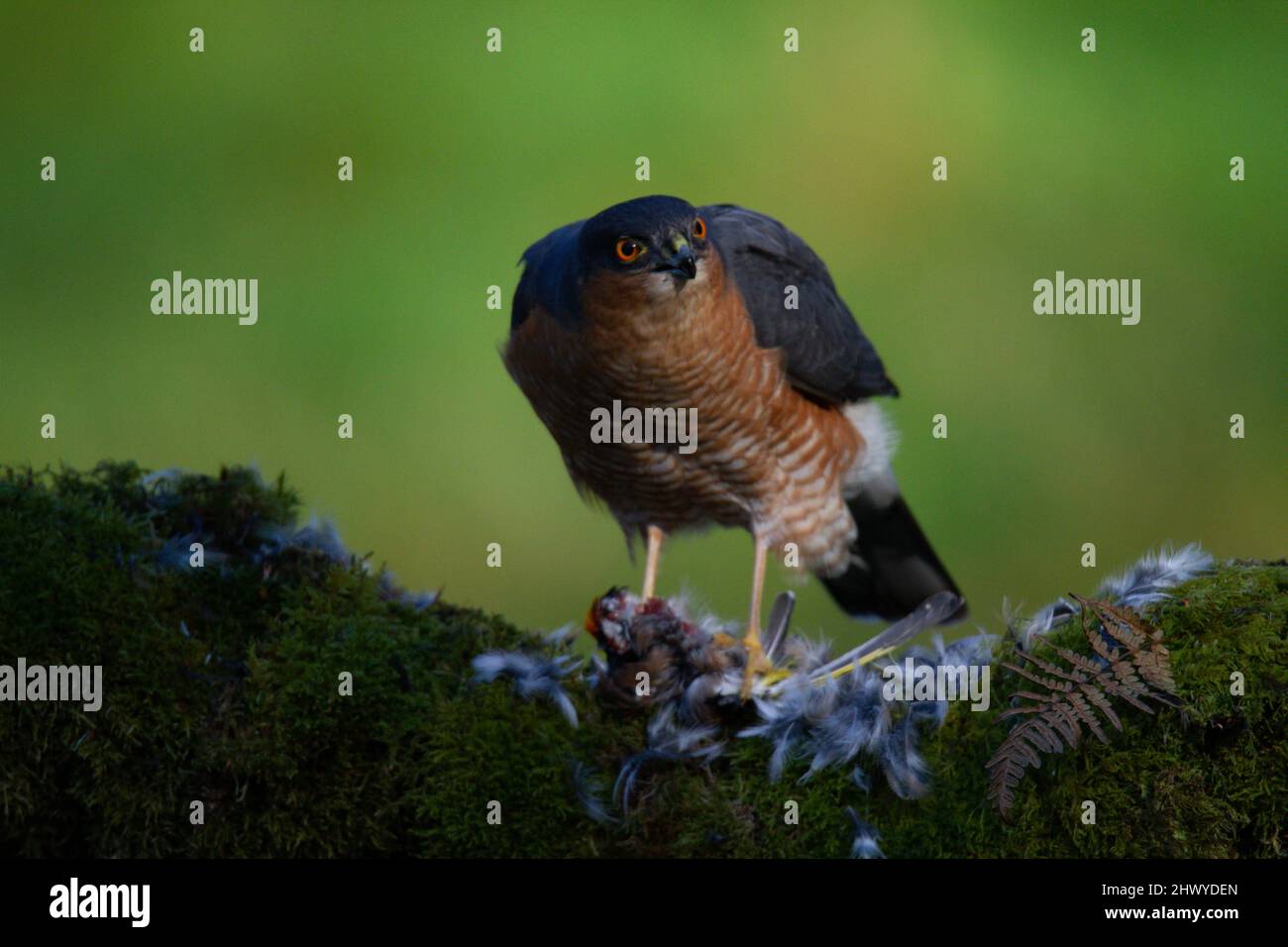 Bird of Prey - Sparrowhawk (Accipiter nisus), also known as the ...