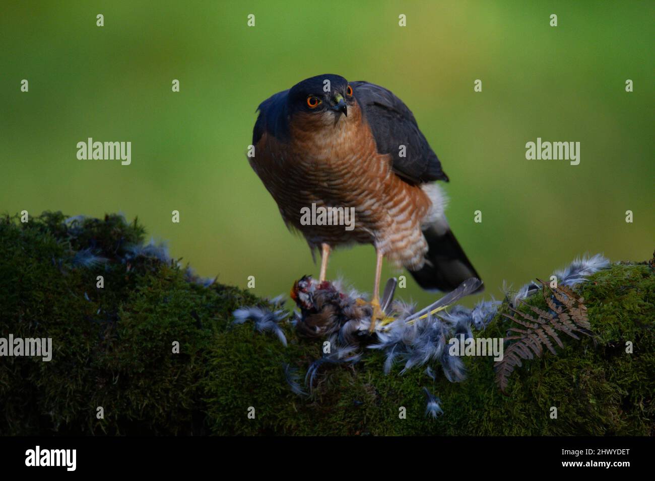 Bird of Prey - Sparrowhawk (Accipiter nisus), also known as the ...