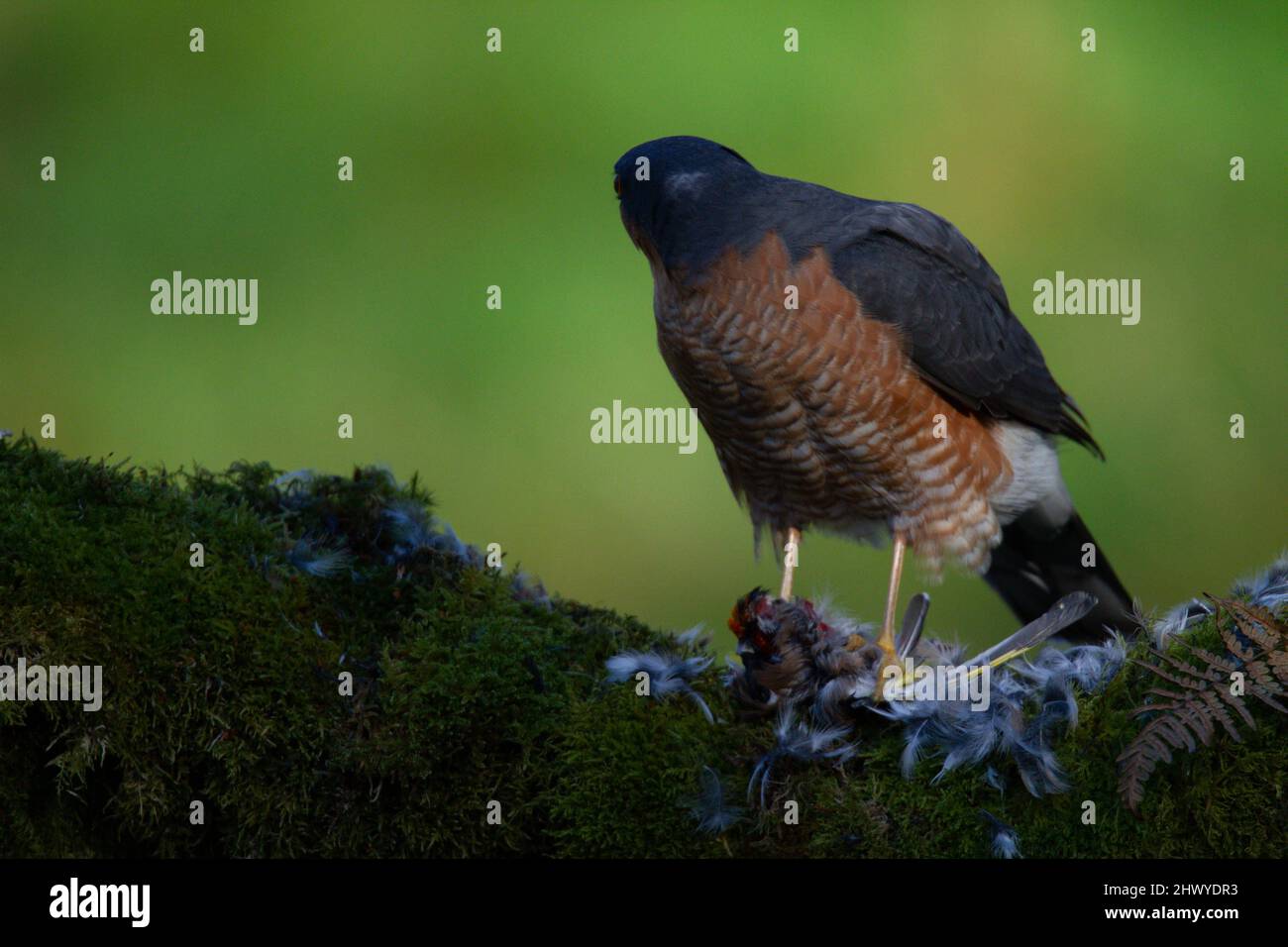Bird of Prey - Sparrowhawk (Accipiter nisus), also known as the ...