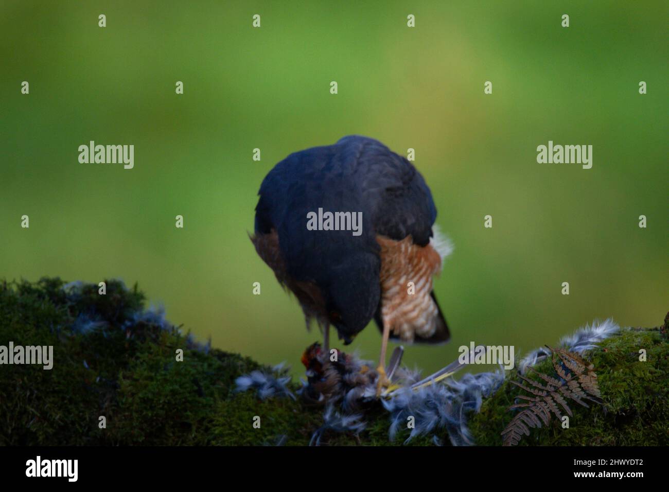 Bird of Prey - Sparrowhawk (Accipiter nisus), also known as the ...