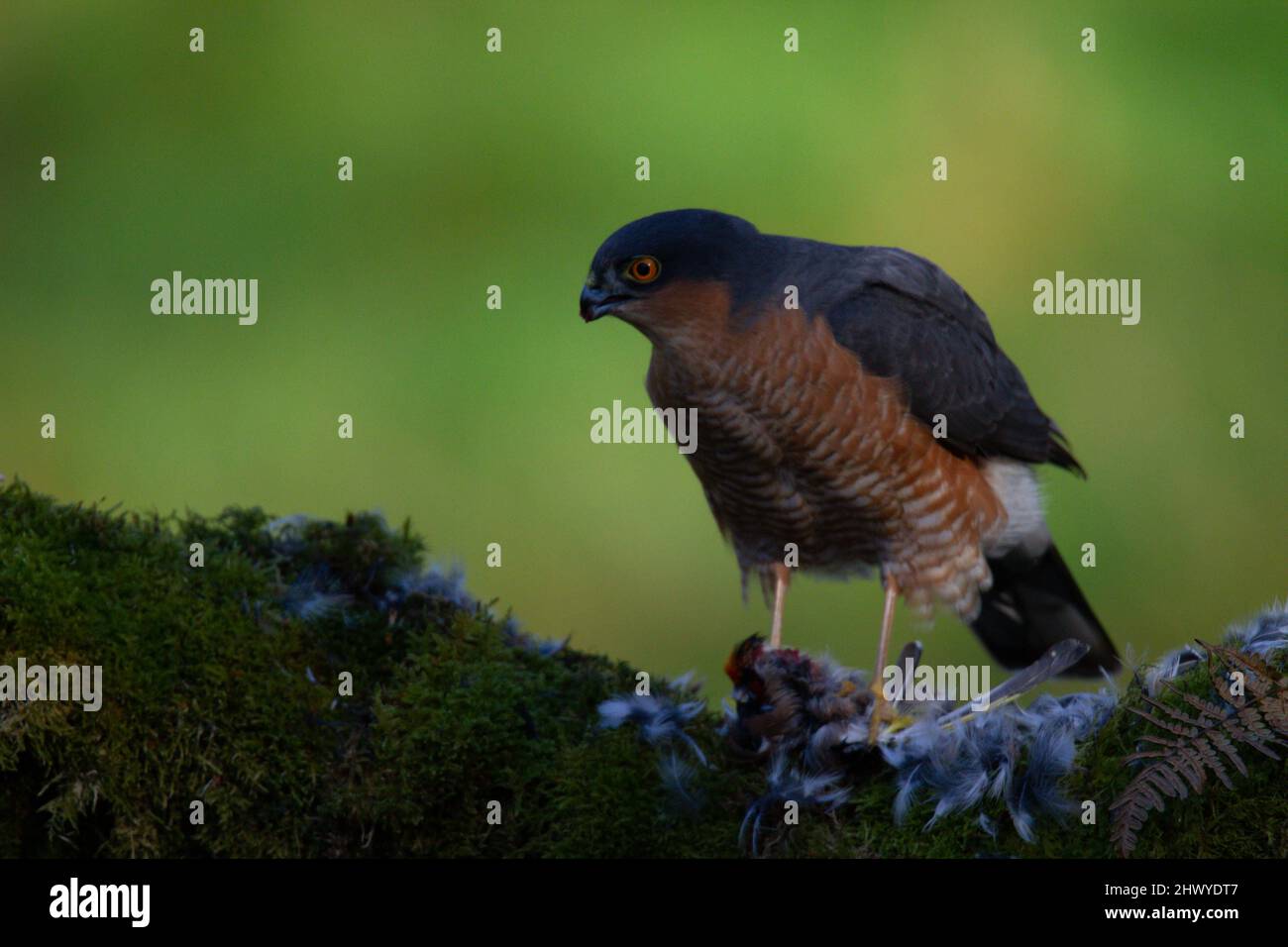 Bird of Prey - Sparrowhawk (Accipiter nisus), also known as the ...