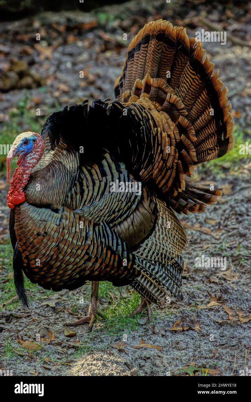 The wild turkey (Meleagris gallopavo) is an upland ground bird native ...