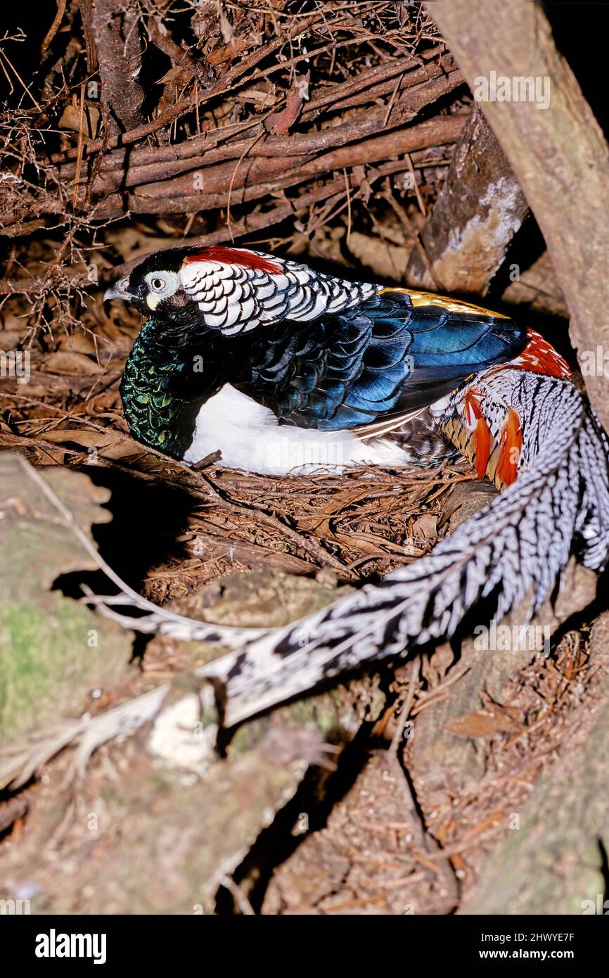 Lady Amherst's pheasant (Chrysolophus amherstiae) is a bird of the ...