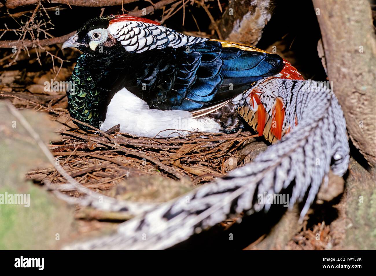 Lady Amherst's pheasant (Chrysolophus amherstiae) is a bird of the ...