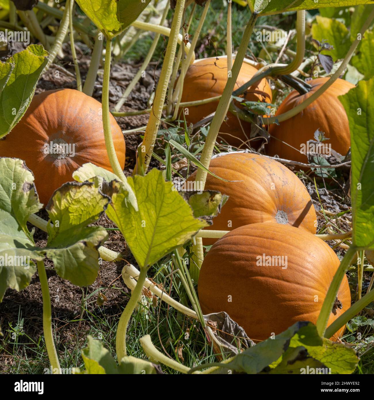 Field on vancouver island hi-res stock photography and images - Alamy