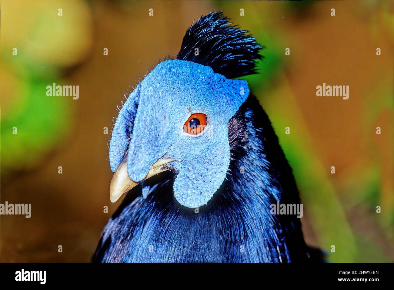 The crested fireback (Lophura ignita) is a medium-sized, up to 70 cm ...
