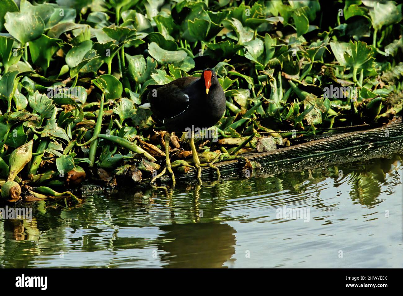 The common moorhen (Gallinula chloropus), also known as the waterhen or ...