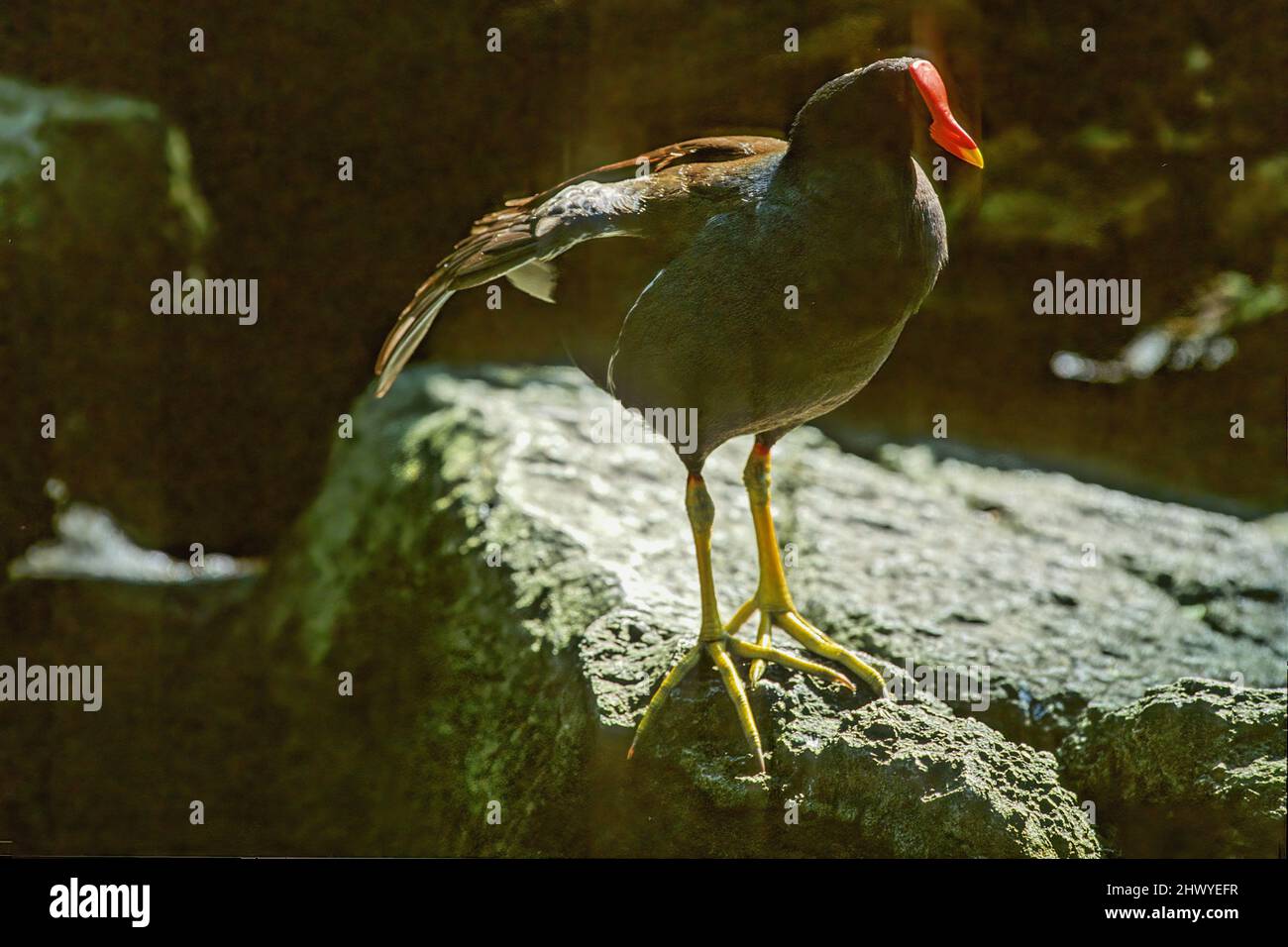 The common moorhen (Gallinula chloropus), also known as the waterhen or ...