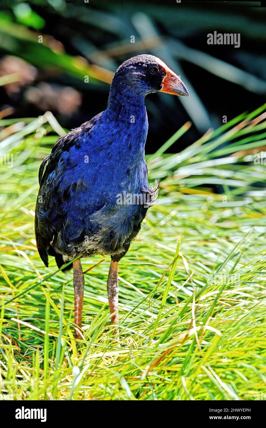 The takahē Porphyrio hochstetteri, also known as the South Island ...