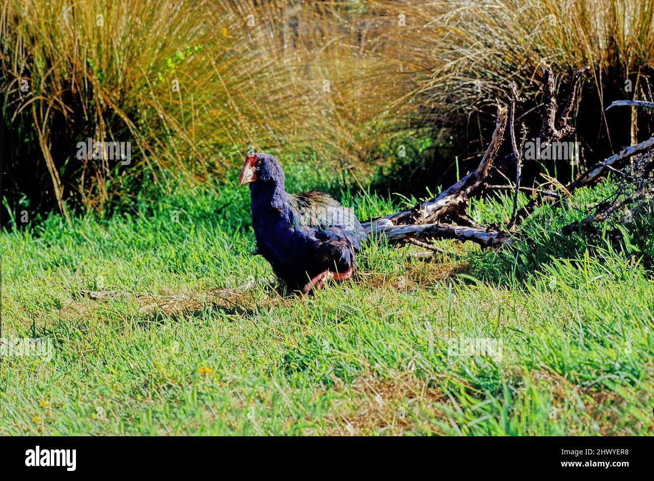 The takahē Porphyrio hochstetteri, also known as the South Island ...
