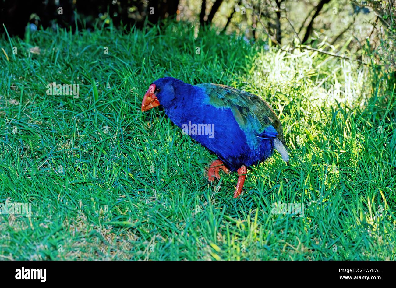 The takahē Porphyrio hochstetteri, also known as the South Island ...