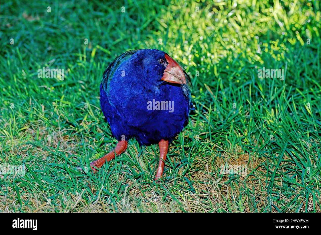 The takahē Porphyrio hochstetteri, also known as the South Island ...