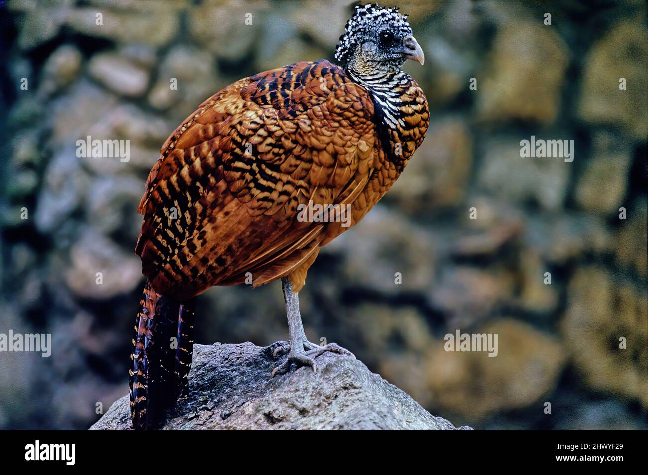 The great curassow (Crax rubra) is a large, pheasant-like bird from the ...