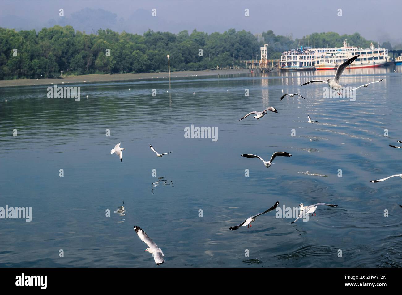 Seagulls flying high with widespread wings towards light against a blue ...