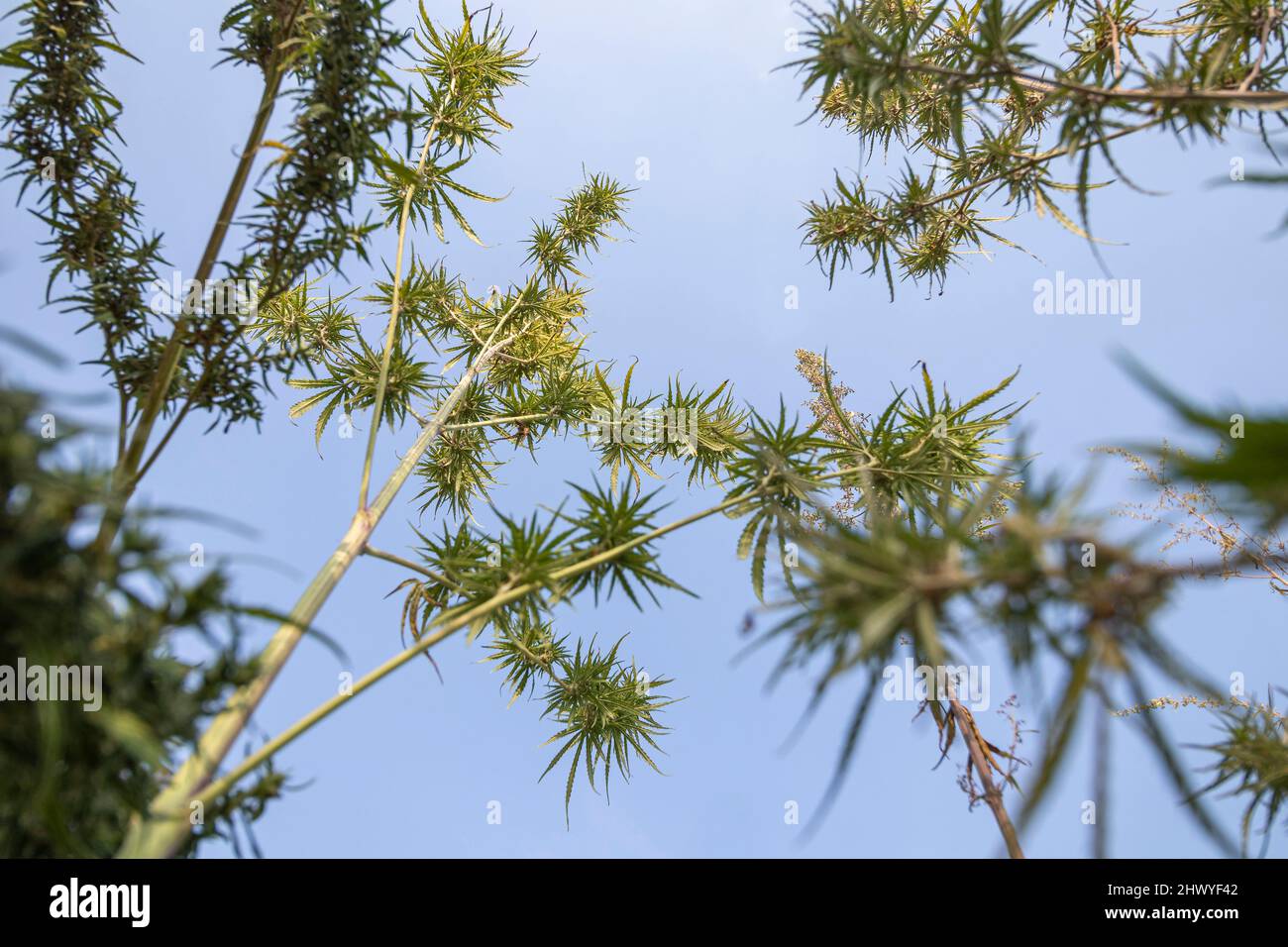 Branches of cannabis sativa bushes against the blue sky. View from ...