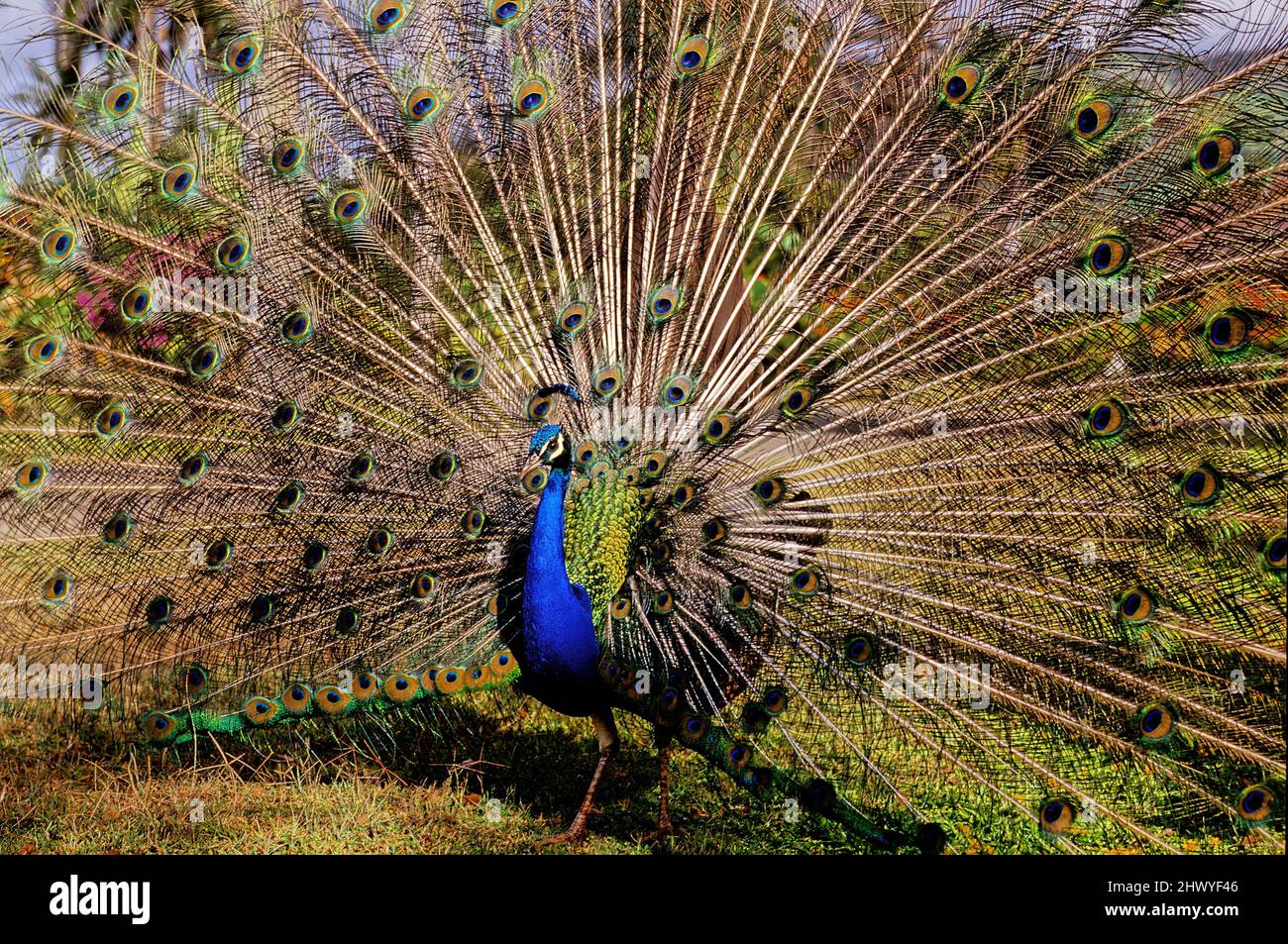 The Indian peafowl (Pavo cristatus), also known as the common peafowl ...