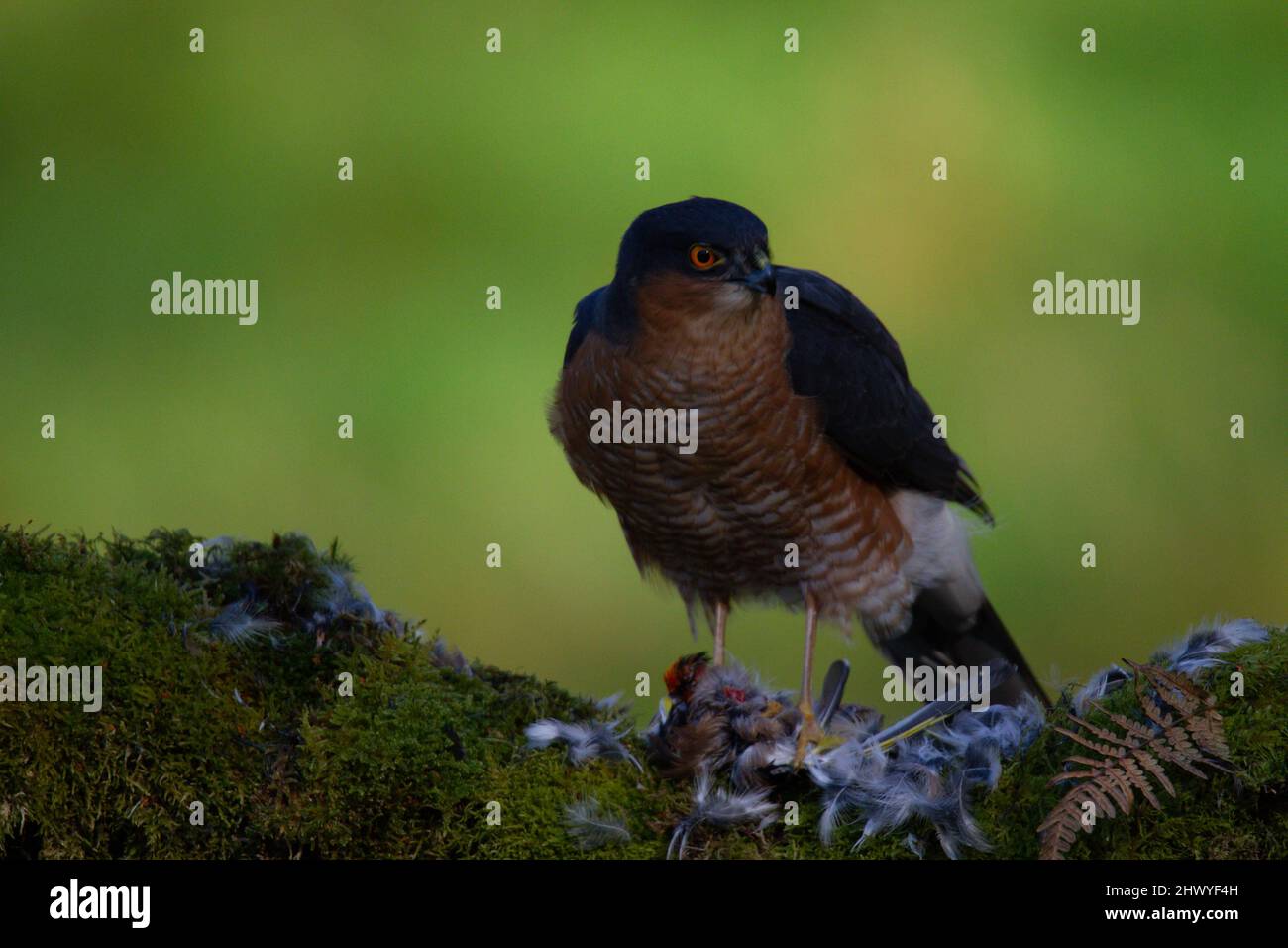 Bird of Prey - Sparrowhawk (Accipiter nisus), also known as the ...