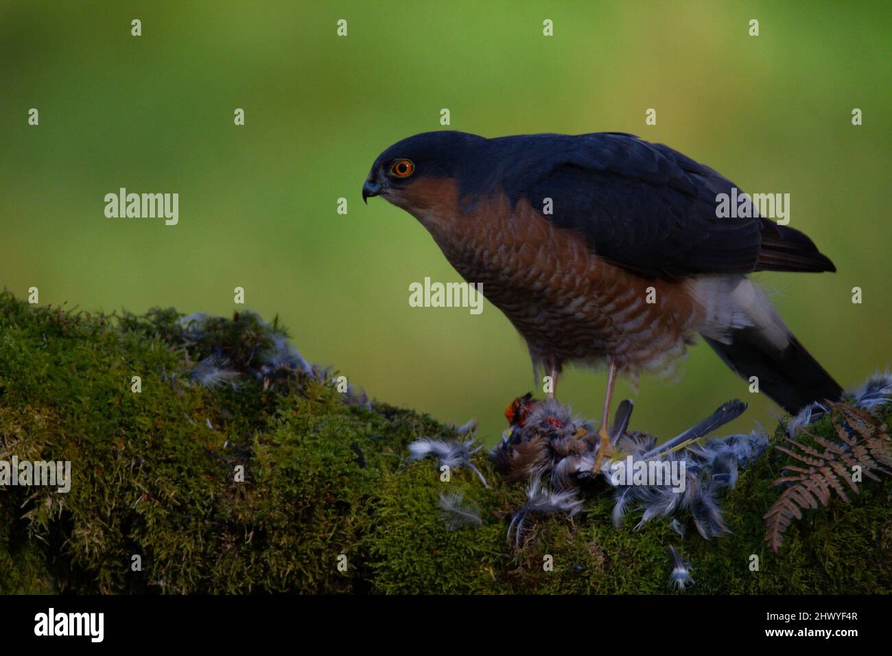 Bird of Prey - Sparrowhawk (Accipiter nisus), also known as the ...