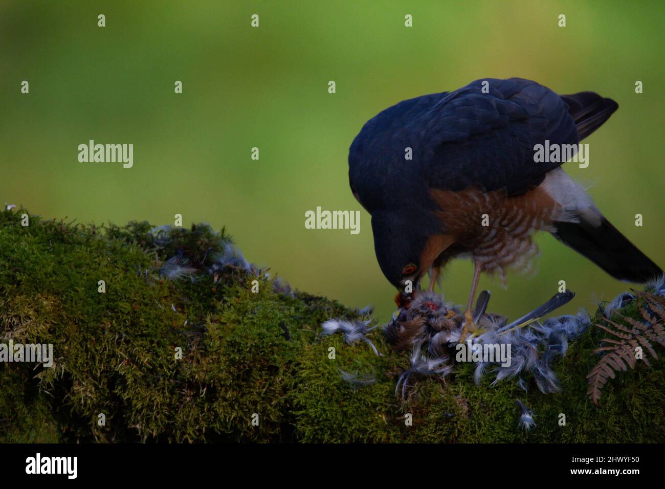 Bird of Prey - Sparrowhawk (Accipiter nisus), also known as the ...