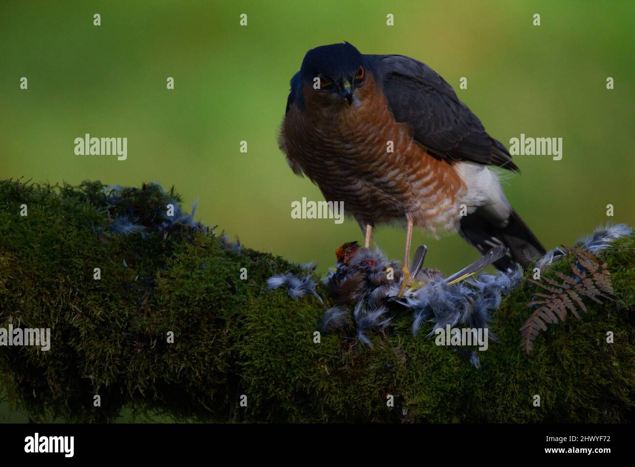 Bird of Prey - Sparrowhawk (Accipiter nisus), also known as the ...