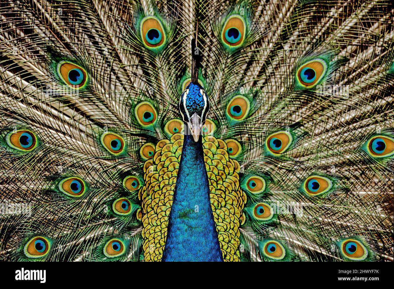 The Indian peafowl (Pavo cristatus), also known as the common peafowl ...