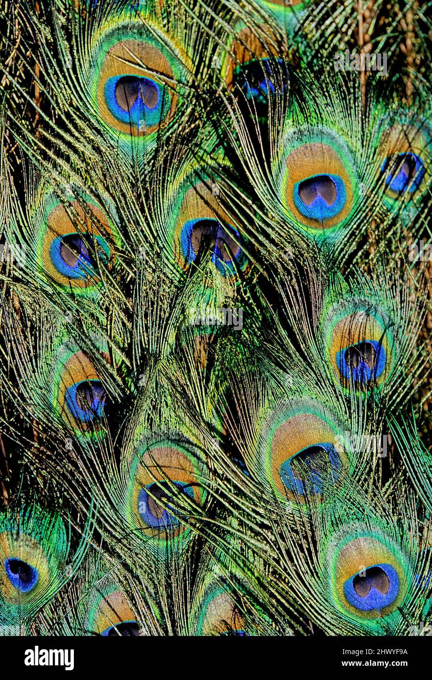 The Indian peafowl (Pavo cristatus), also known as the common peafowl ...