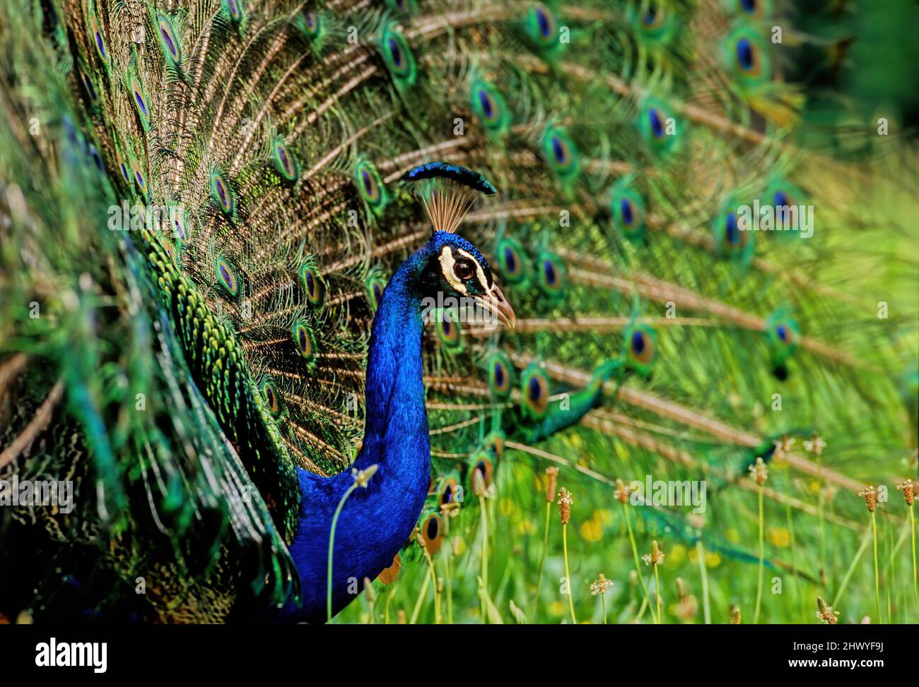 The Indian peafowl (Pavo cristatus), also known as the common peafowl ...
