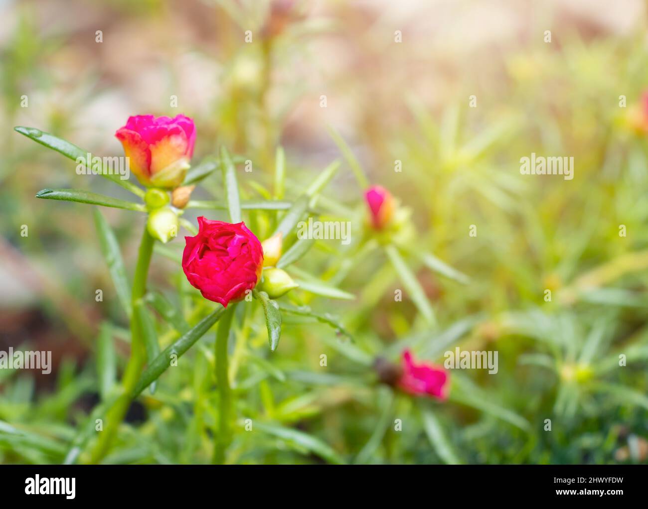Purple portulaca oleracea flower hi-res stock photography and images ...