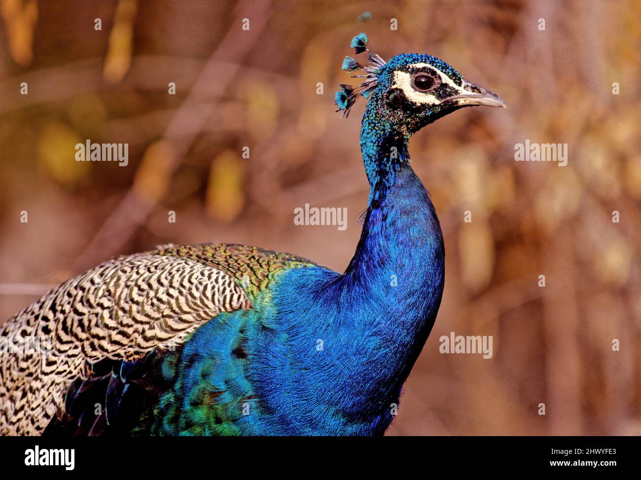 The Indian peafowl (Pavo cristatus), also known as the common peafowl ...
