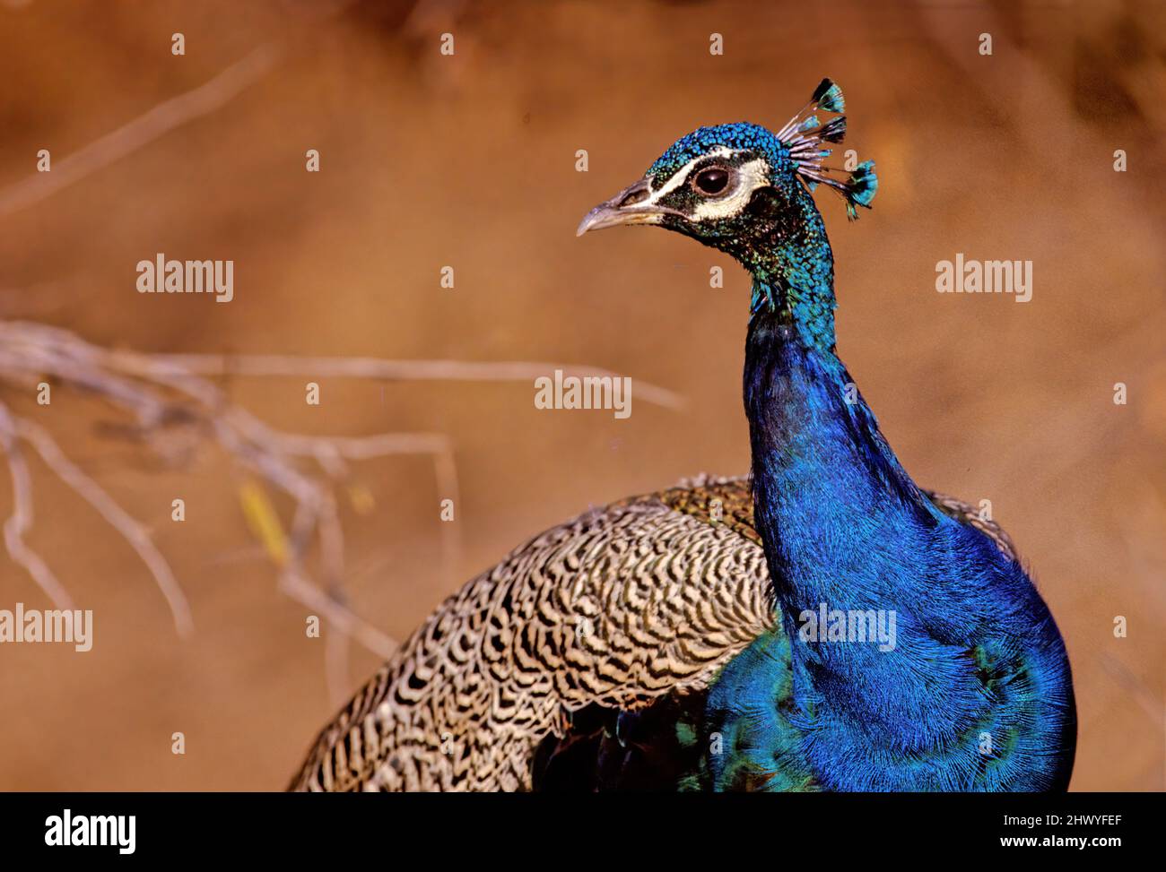 The Indian peafowl (Pavo cristatus), also known as the common peafowl ...