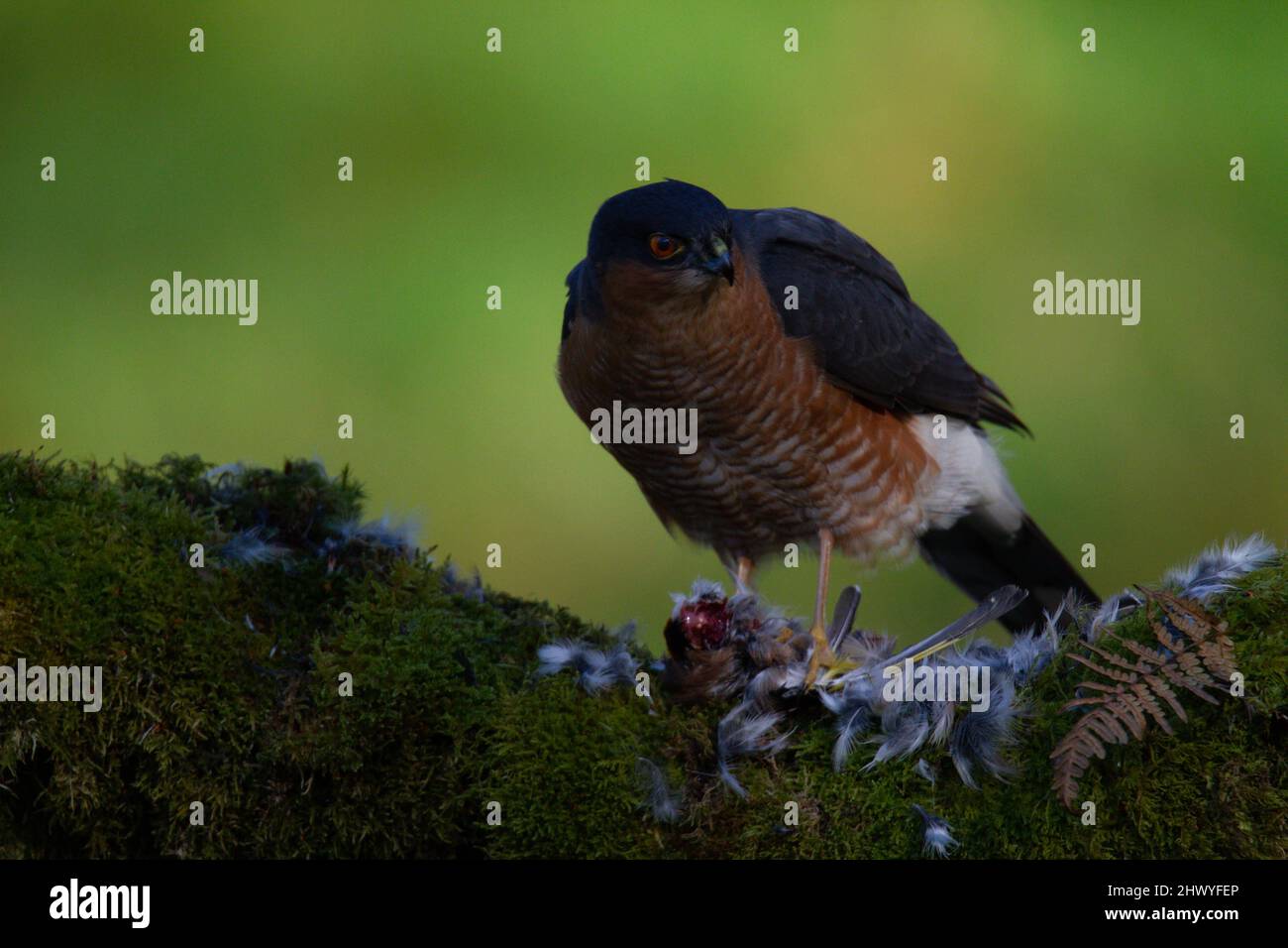 Bird of Prey - Sparrowhawk (Accipiter nisus), also known as the ...