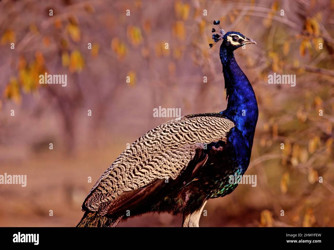 The Indian peafowl (Pavo cristatus), also known as the common peafowl ...