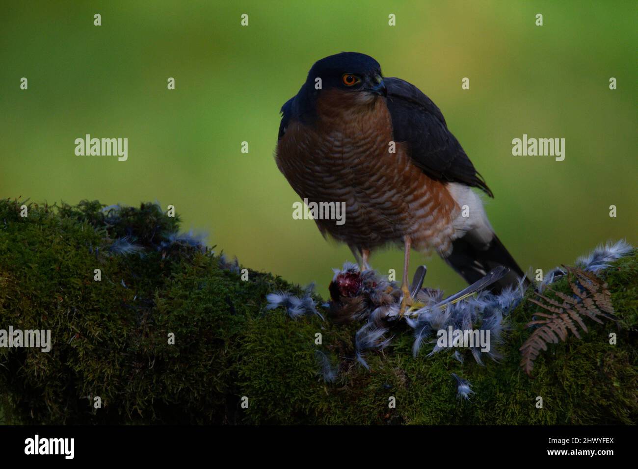 Bird of Prey - Sparrowhawk (Accipiter nisus), also known as the ...