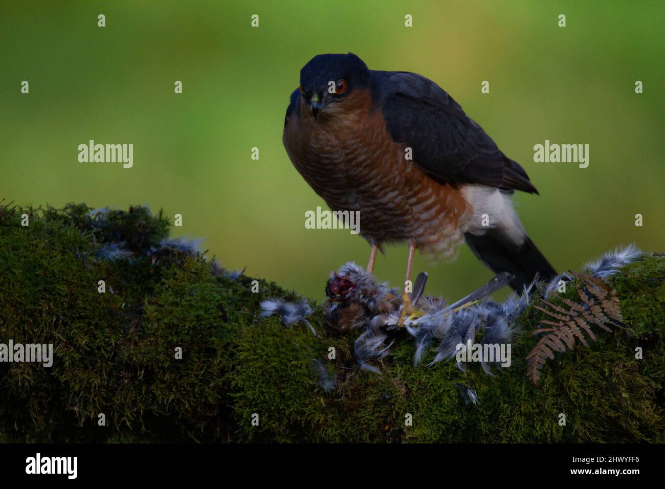 Bird of Prey - Sparrowhawk (Accipiter nisus), also known as the ...
