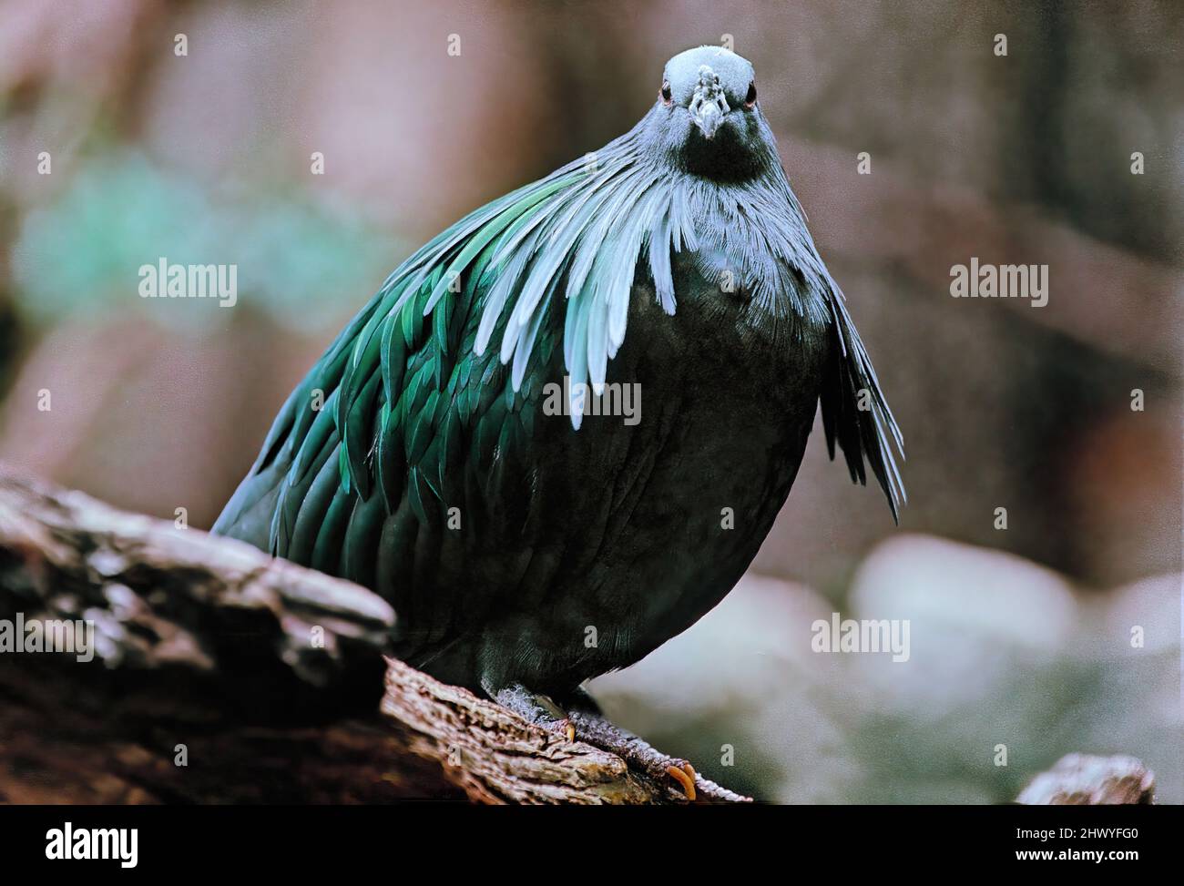 The Nicobar pigeon is a bird found on small islands and in coastal ...