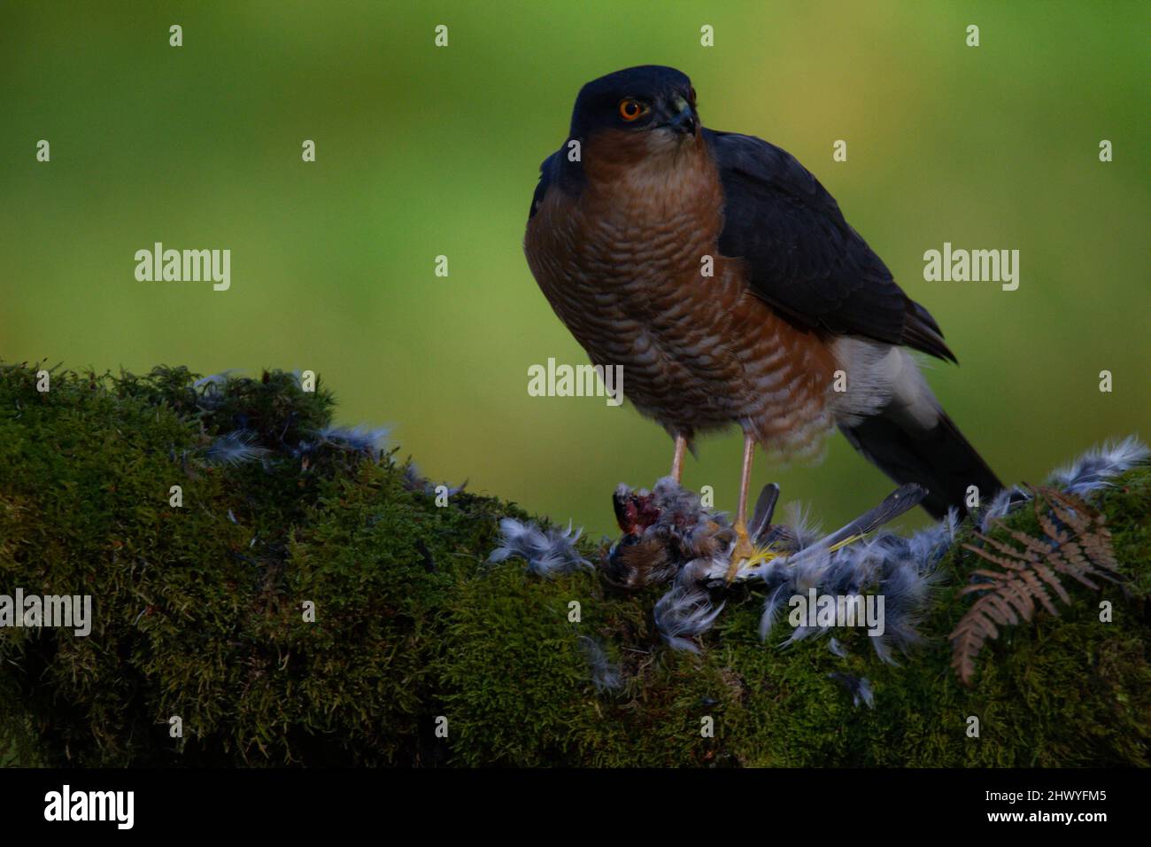 Bird of Prey - Sparrowhawk (Accipiter nisus), also known as the ...