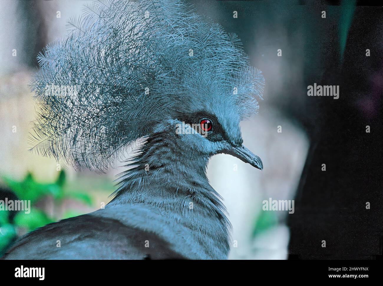 The western crowned pigeon (Goura cristata), also known as the common ...