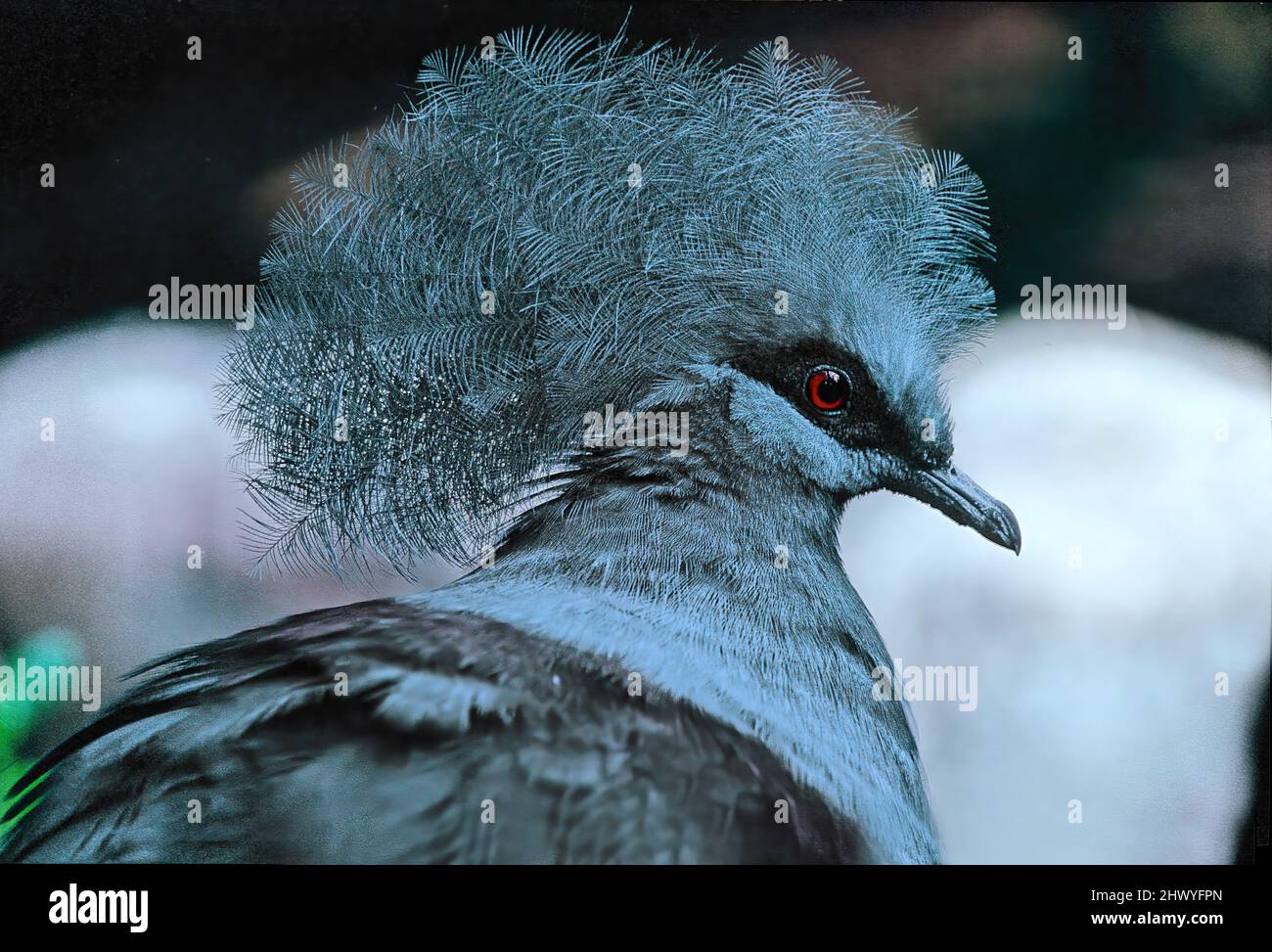 The western crowned pigeon (Goura cristata), also known as the common ...
