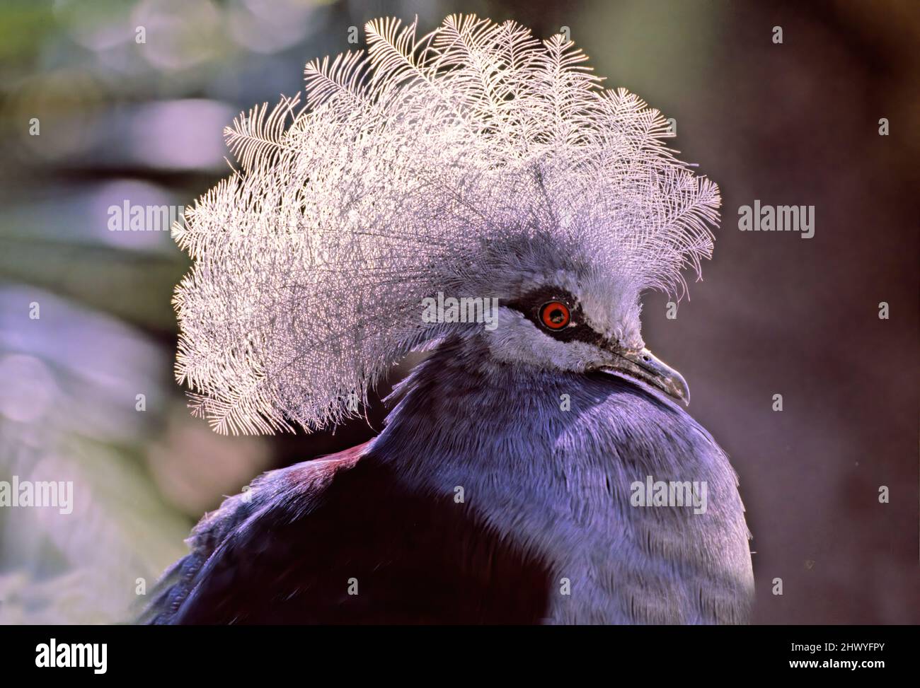 The western crowned pigeon (Goura cristata), also known as the common ...