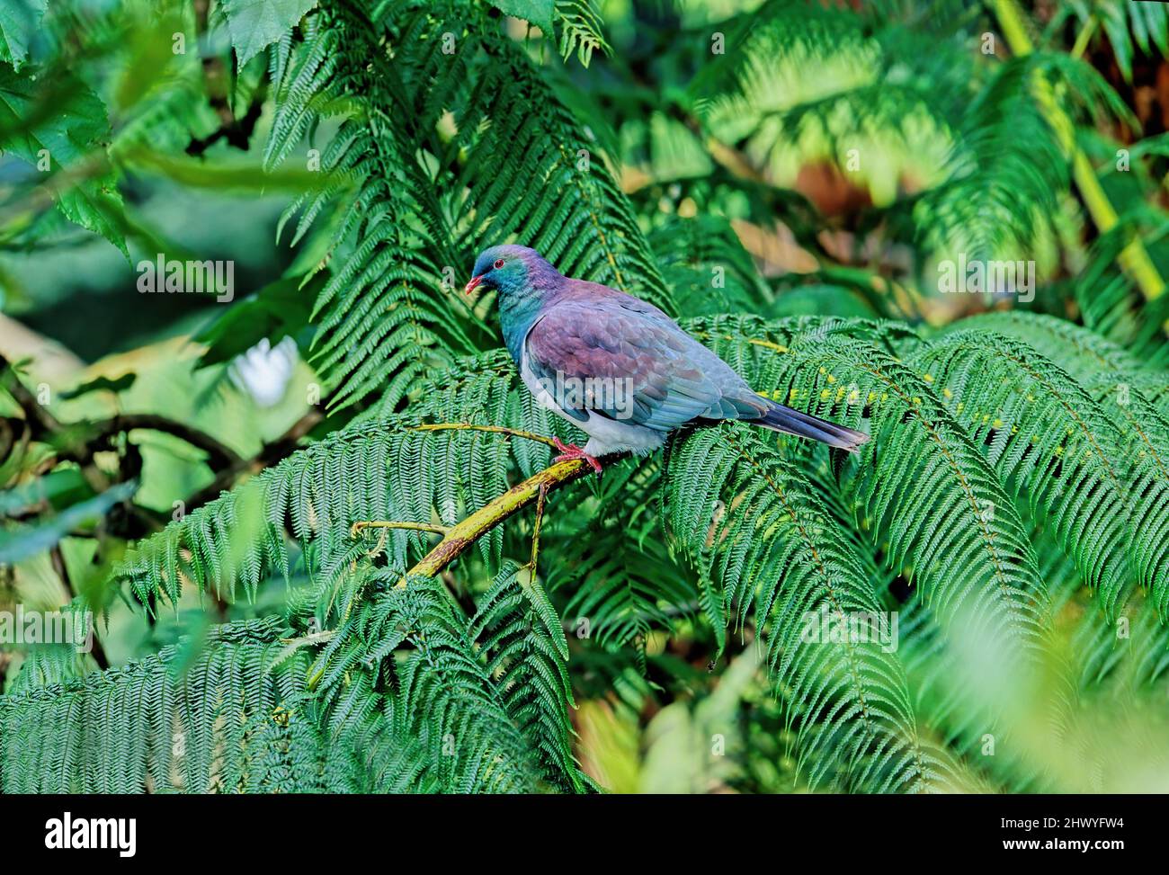 The common wood pigeon Columba palumbus is a large species in the dove ...