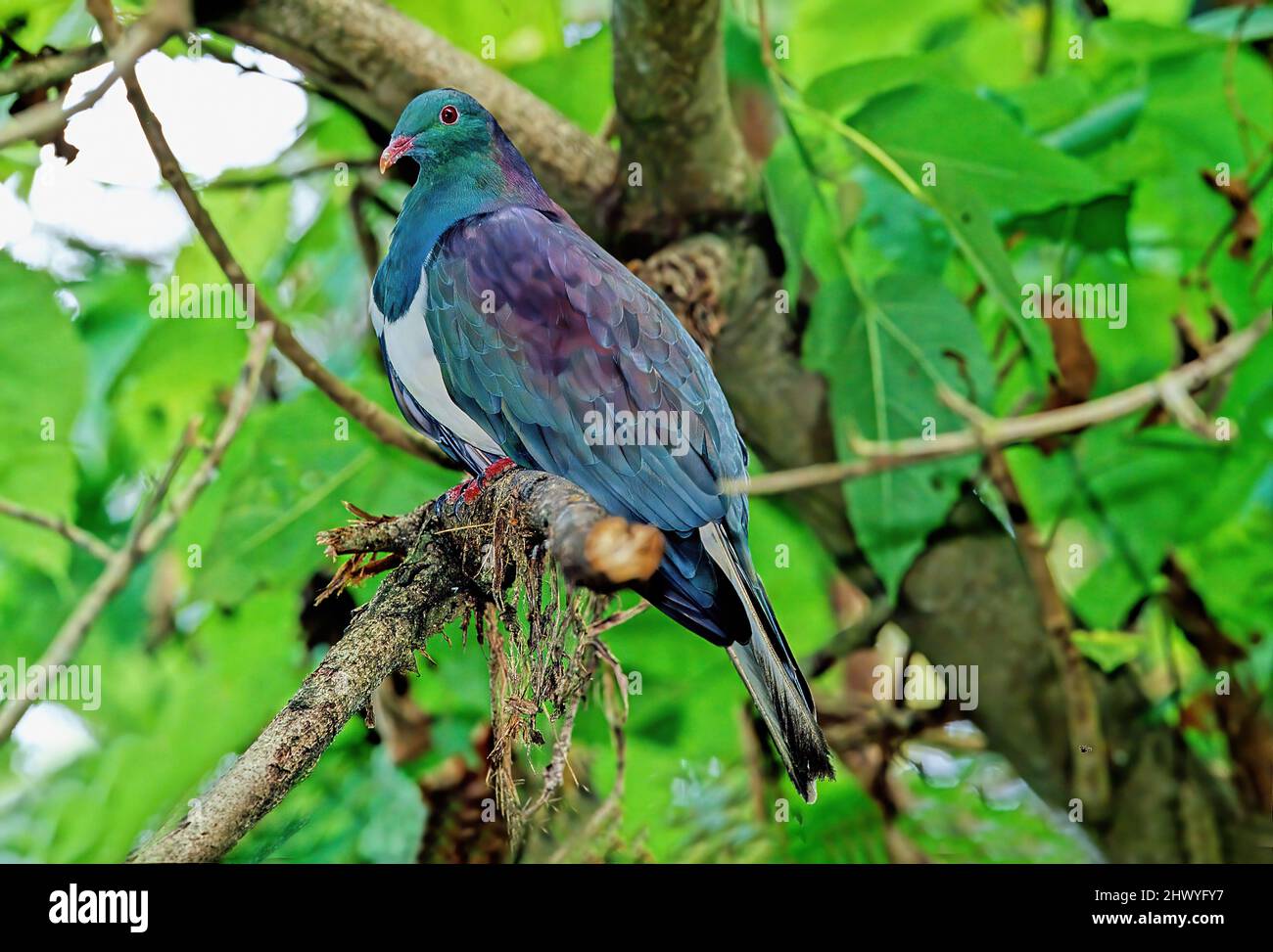 The common wood pigeon Columba palumbus is a large species in the dove ...