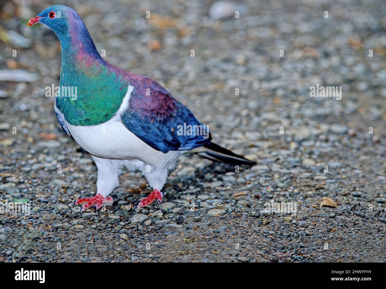 The common wood pigeon Columba palumbus is a large species in the dove ...