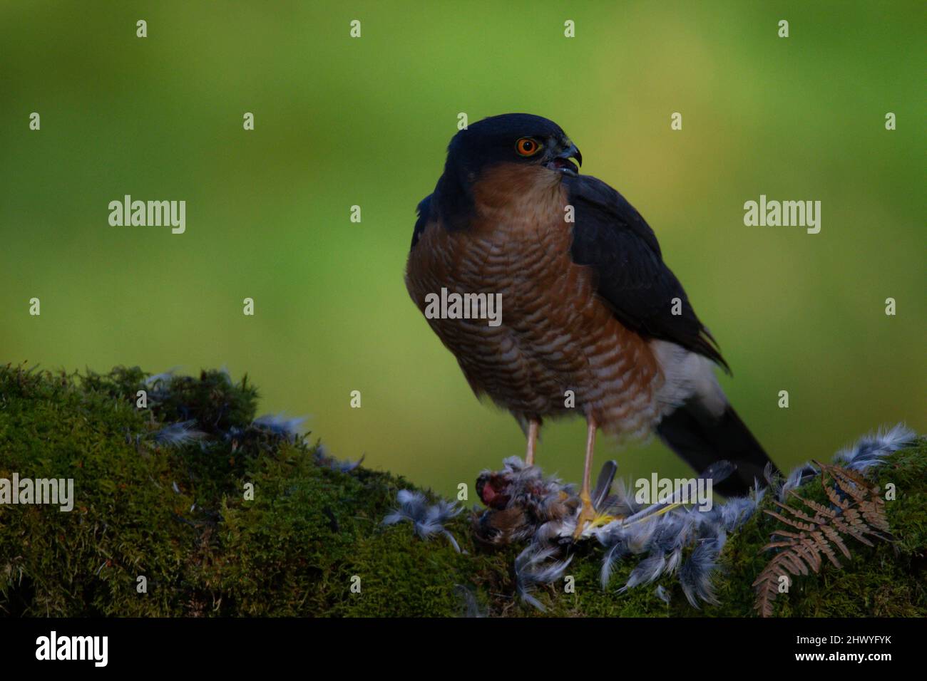 Bird of Prey - Sparrowhawk (Accipiter nisus), also known as the ...