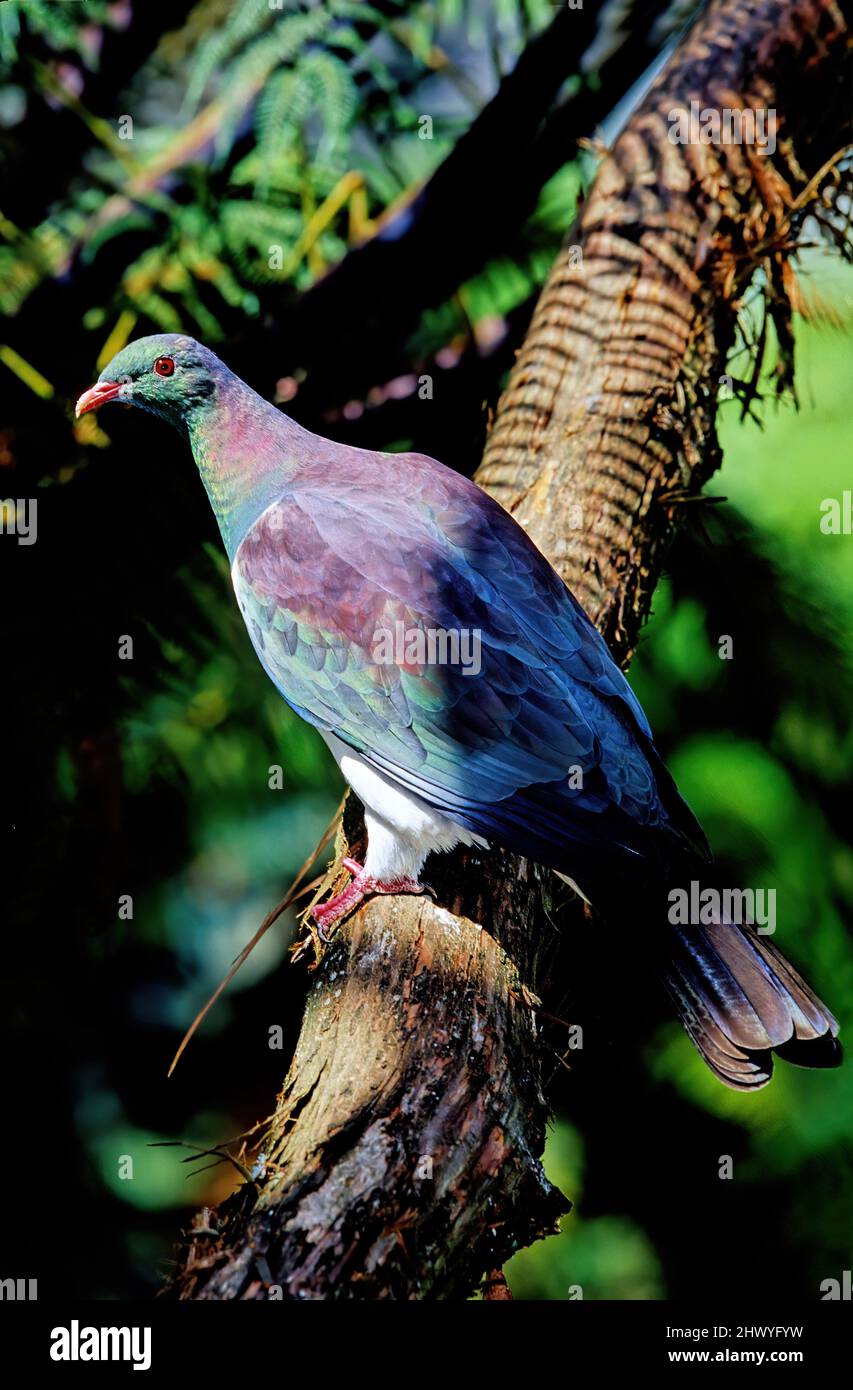 The common wood pigeon Columba palumbus is a large species in the dove ...