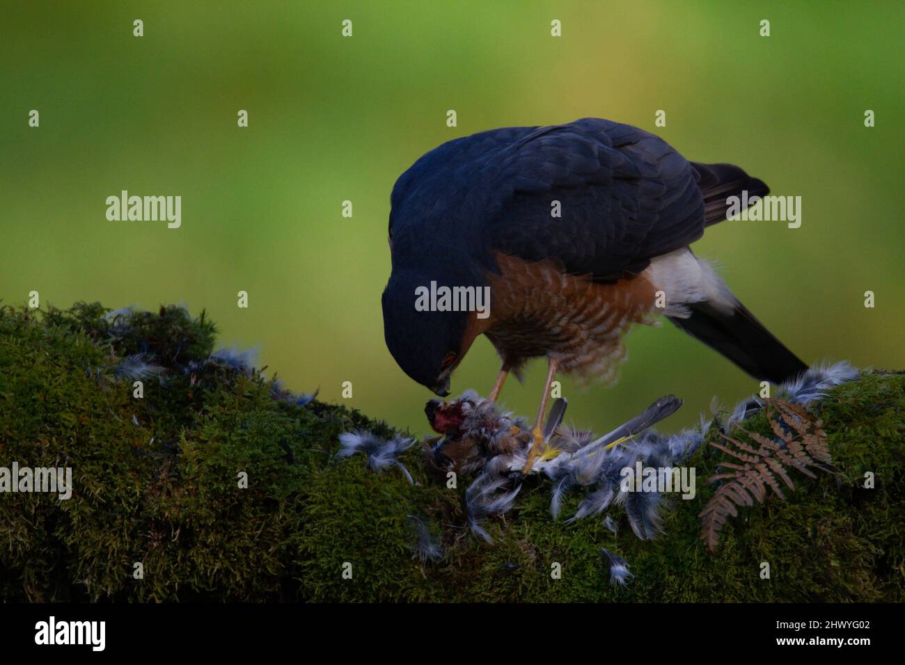 Bird of Prey - Sparrowhawk (Accipiter nisus), also known as the ...