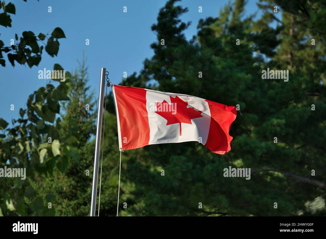 Canadian Flag on Pole Magnificently Waving and Flapping in Front of ...